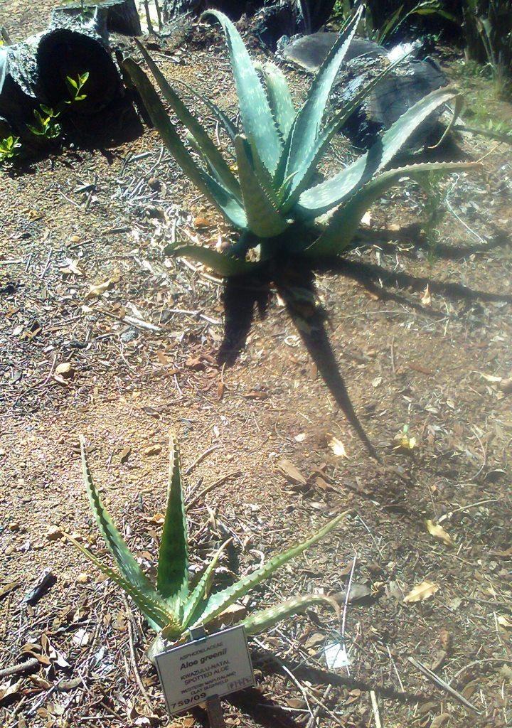 Aloe (Aloe greenii) in the Aloes Database - Garden.org