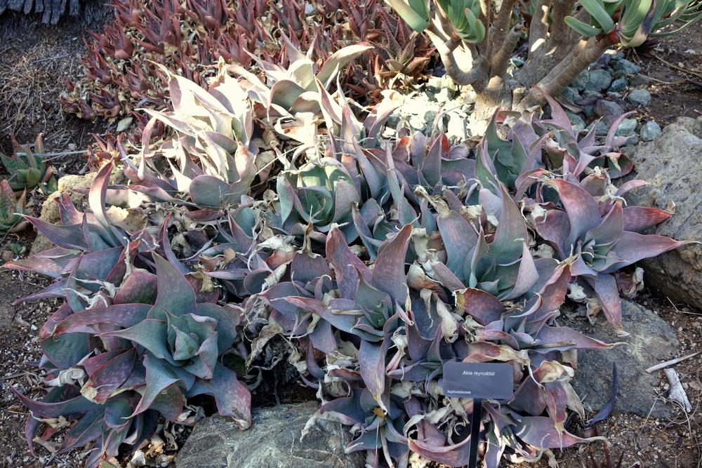 Mbashe Aloe (Aloe reynoldsii) in the Aloes Database - Garden.org