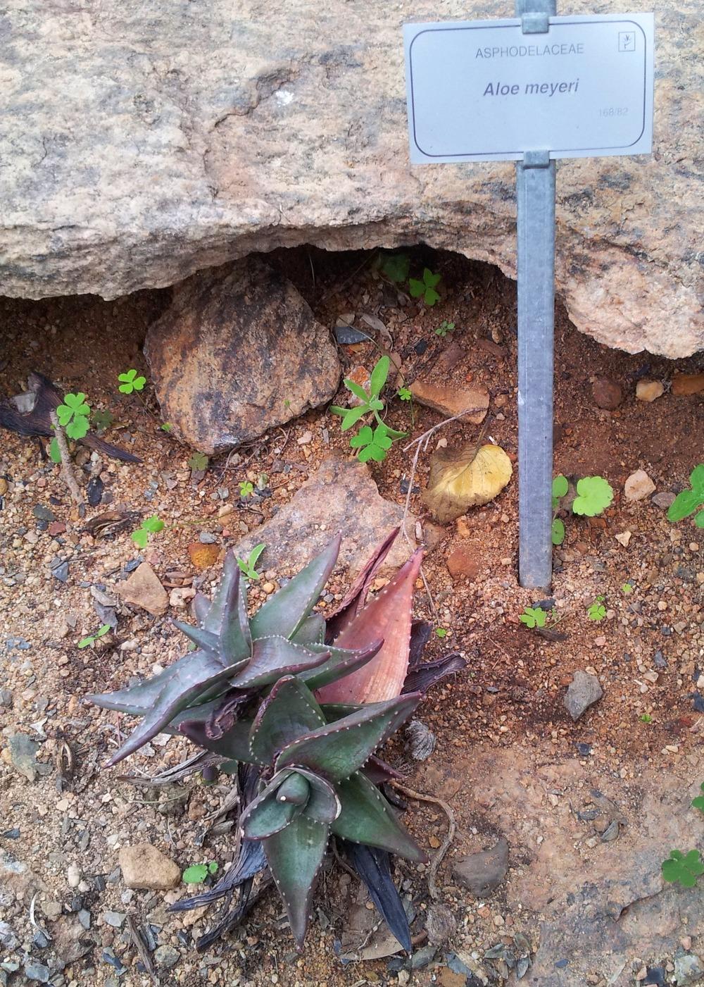 Richtersveld Aloe (Aloe meyeri) in the Aloes Database - Garden.org