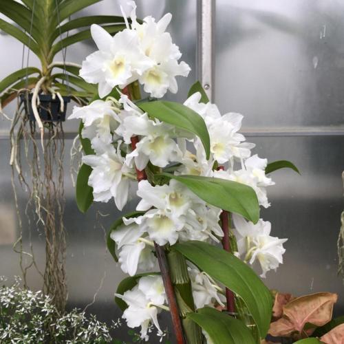 Orchid (Dendrobium Sea Marian 'Snow King') - Garden.org
