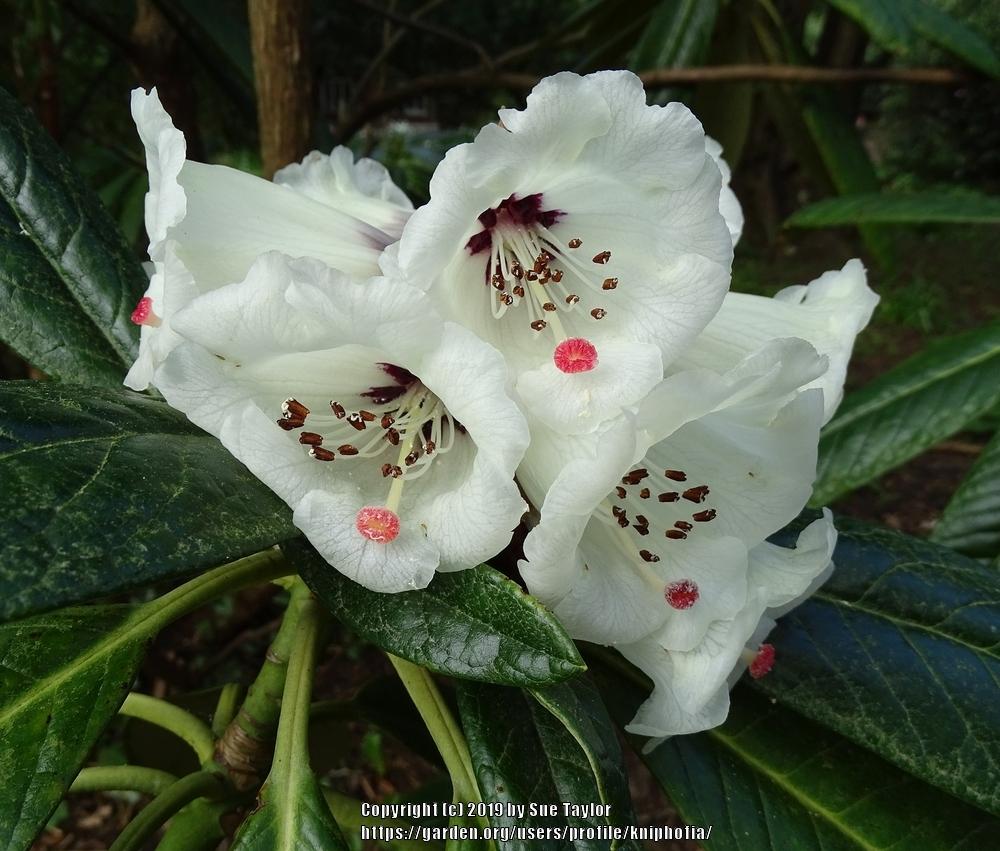 Rhododendrons: Plant Care and Collection of Varieties - Garden.org