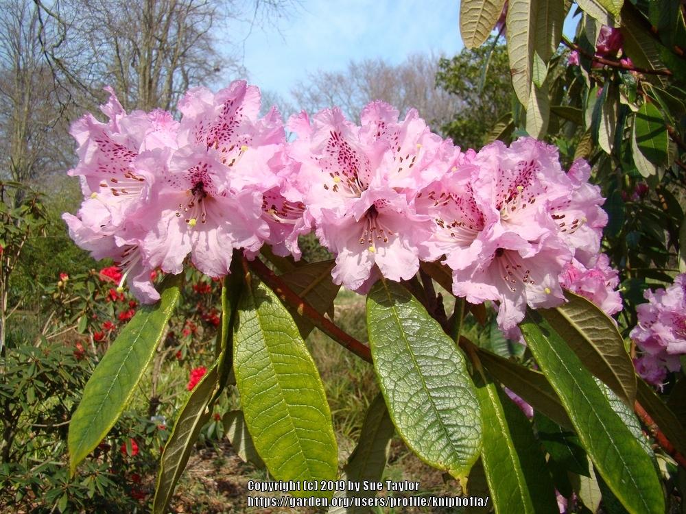 Rhododendron (Rhododendron coeloneurum) in the Rhododendrons Database ...