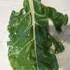 chard pest in the Pests and Diseases forum - Garden.org