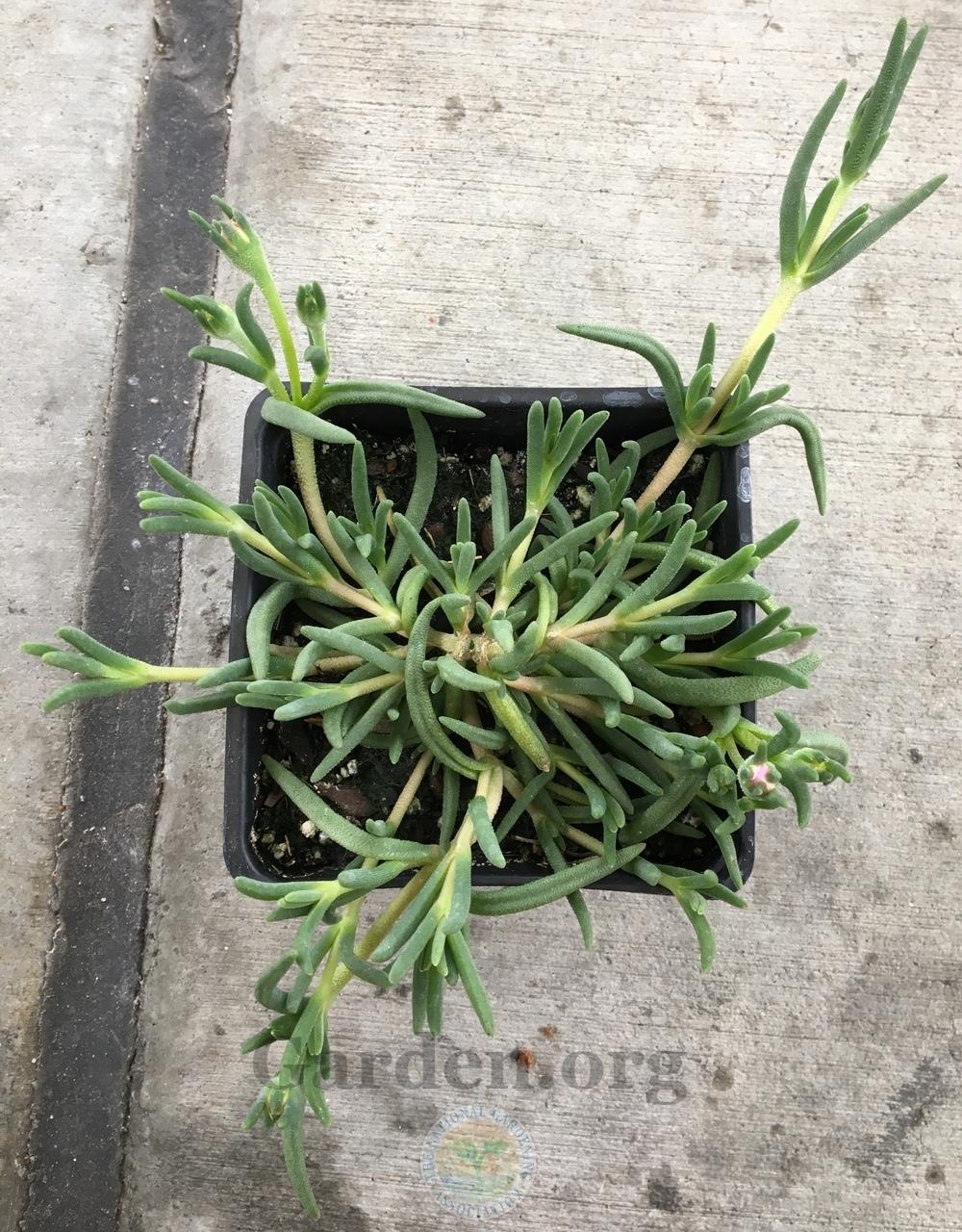 Photo of the seedling or young plant of Ice Plant (Delosperma cooperi ...