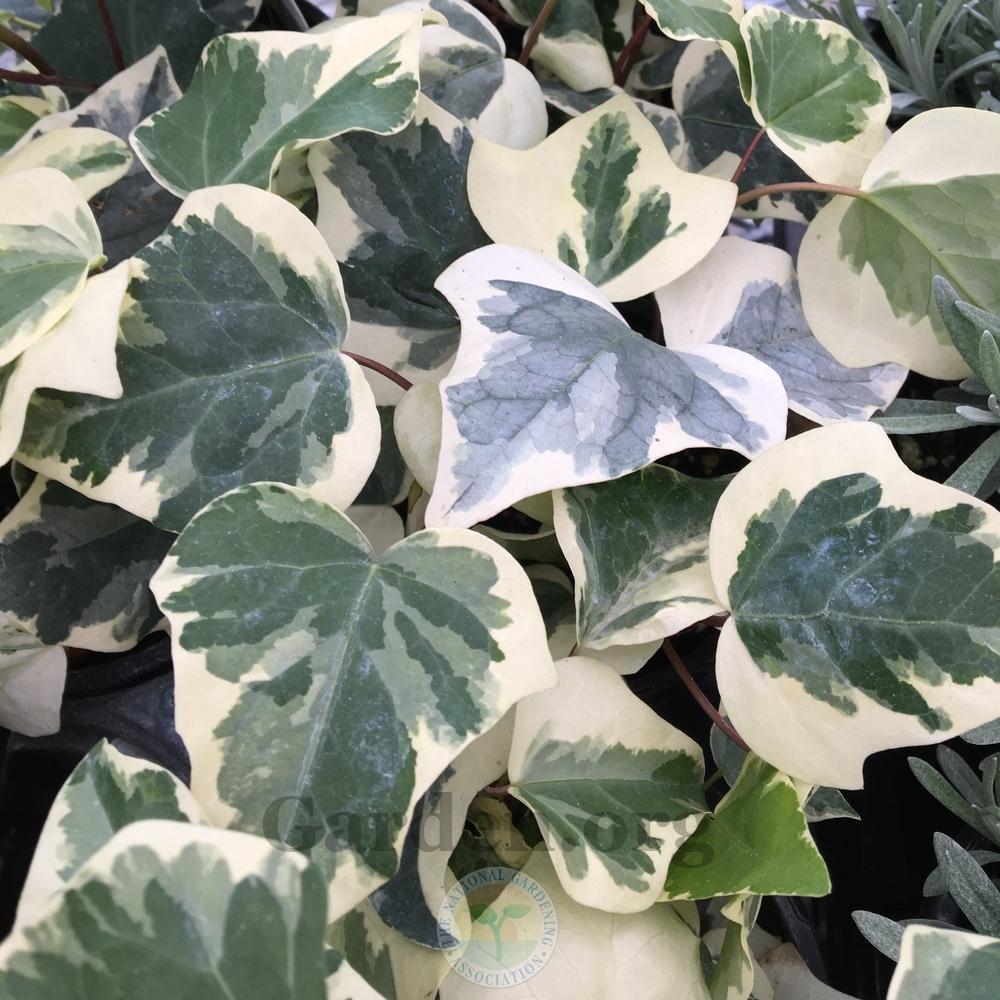 Variegated Algerian Ivy (Hedera algeriensis 'Gloire de Marengo ...