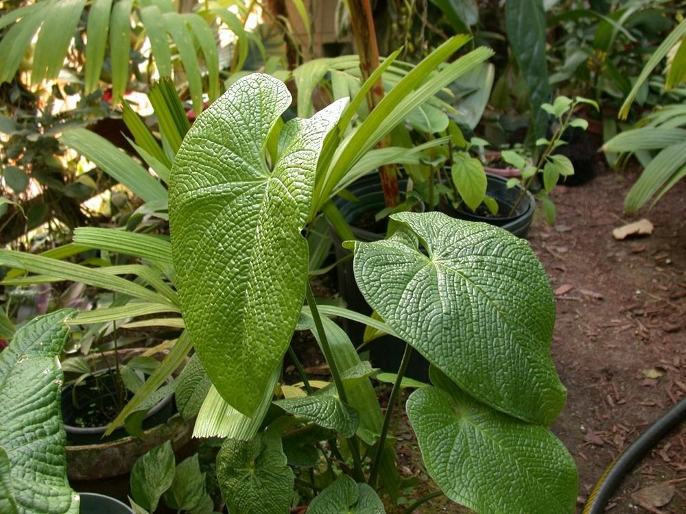 Anthuriums: Plant Care and Collection of Varieties - Garden.org