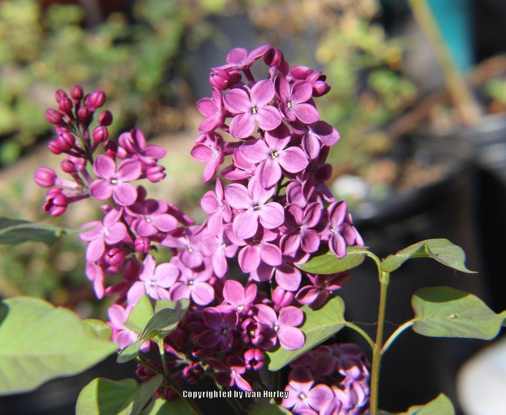 Lilacs: Plant Care and Collection of Varieties - Garden.org