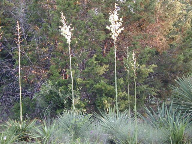 Buckley's Yucca (Yucca constricta) - Garden.org