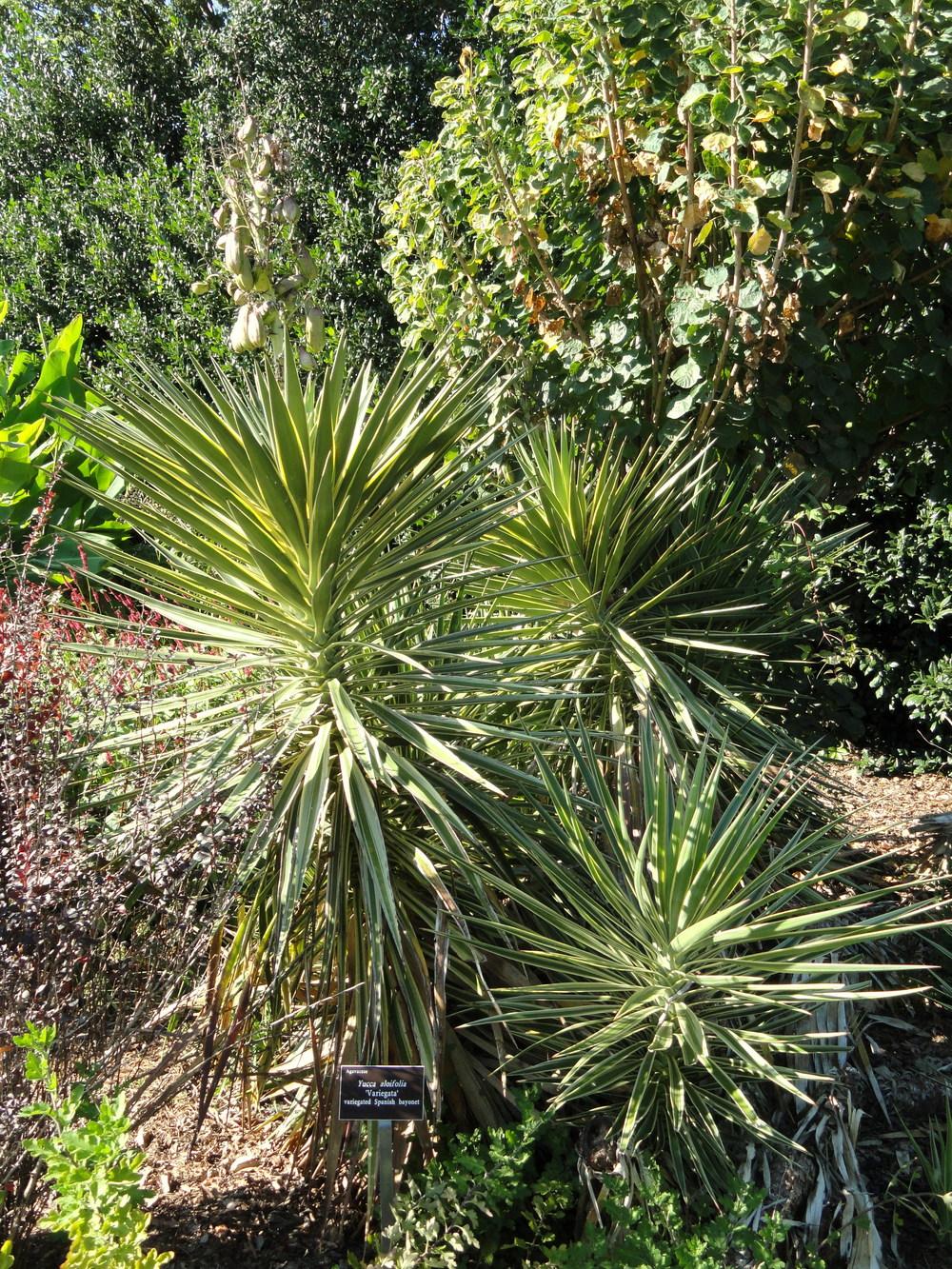 Variegated Spanish Bayonet (Yucca aloifolia 'Marginata') - Garden.org