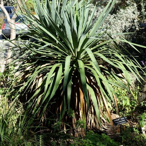 Weeping Yucca (Yucca gloriosa var. tristis) - Garden.org