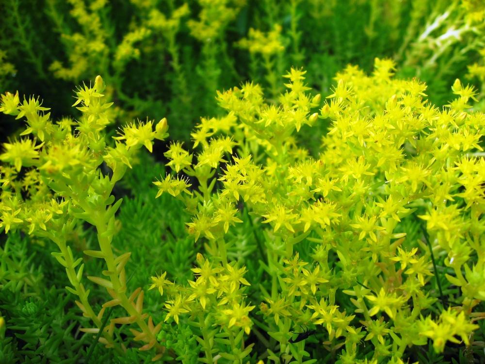 Mexican Stonecrop (Sedum mexicanum) in the Sedums Database - Garden.org