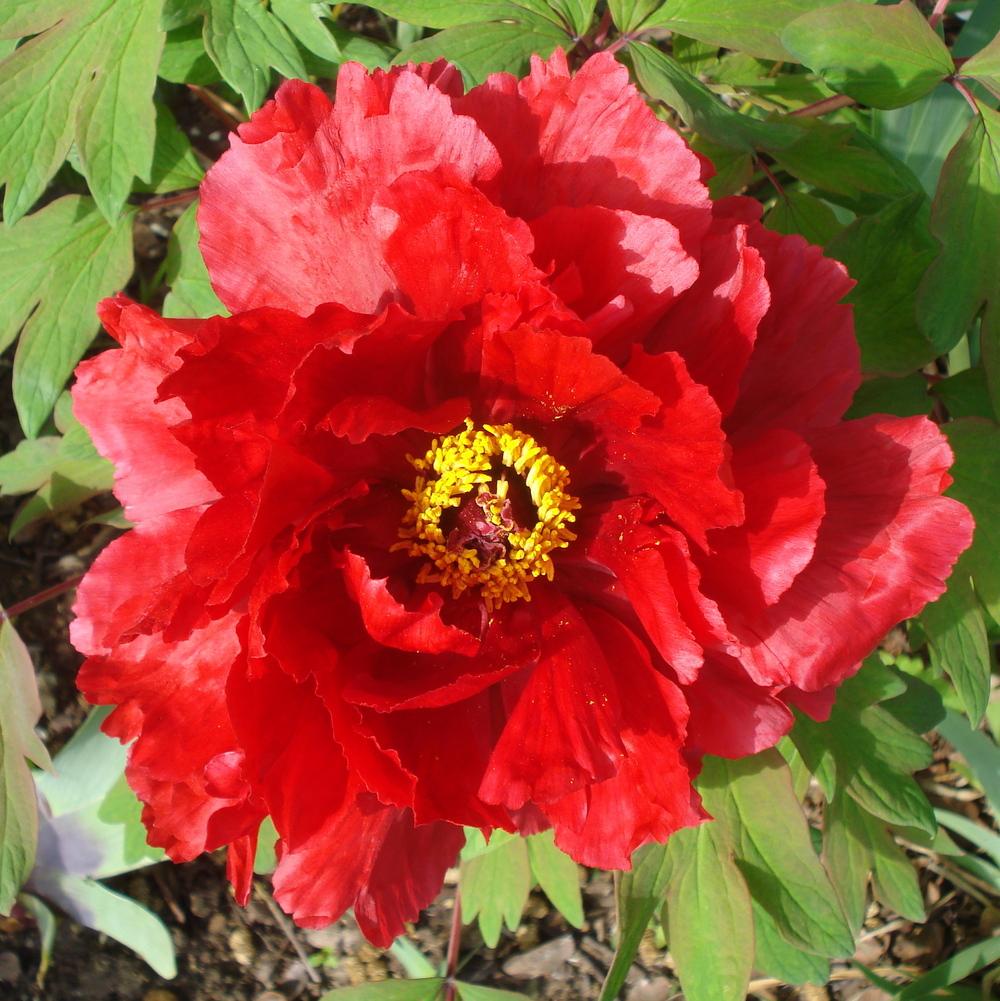 Tree Peony (Paeonia x suffruticosa 'Taiyo') in the Peonies Database ...
