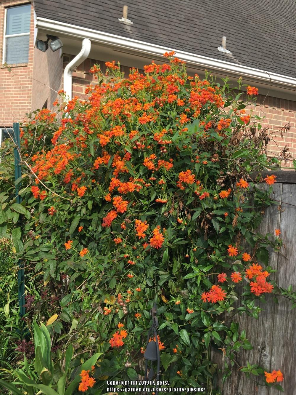 Photo of the entire plant of Mexican Flame Vine (Pseudogynoxys ...