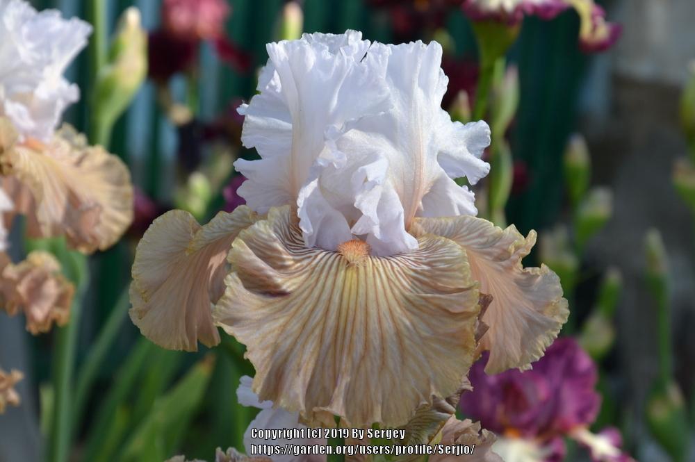 Photo of the bloom of Tall Bearded Iris (Iris 'Tango Amigo') posted by Serjio - Garden.org