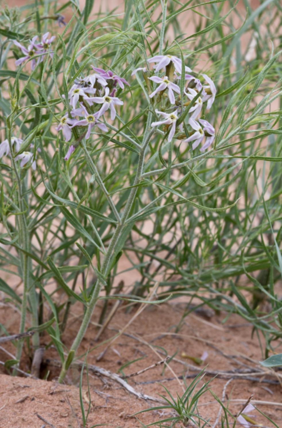 Woolly Bluestar (Amsonia tomentosa var. stenophylla) - Garden.org