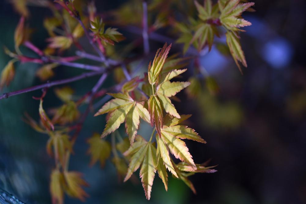 Japanese Maple (Acer palmatum 'Calico') - Garden.org