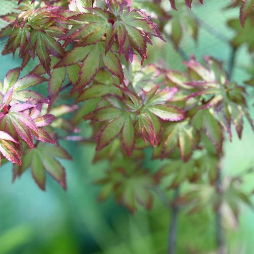 Japanese Maple (Acer palmatum 'Murasaki Kiyohime') - Garden.org