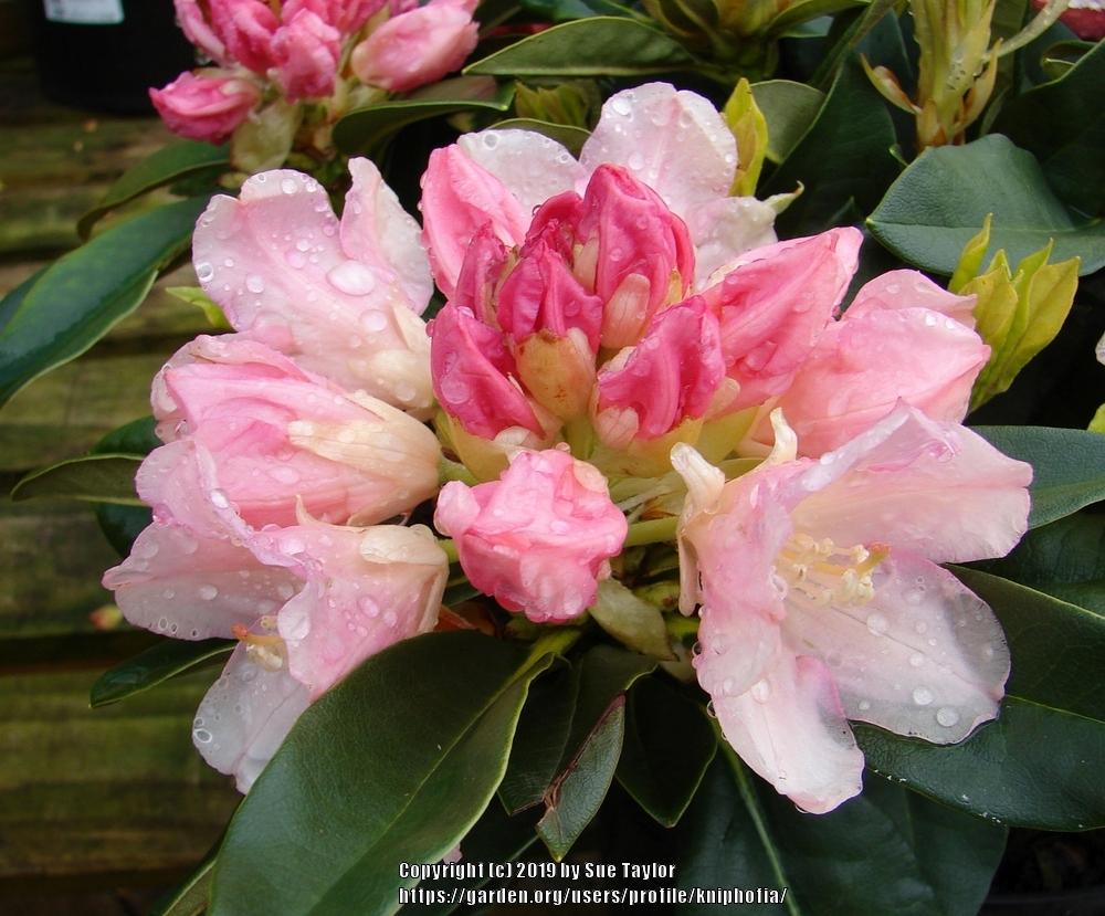 Rhododendron 'Golden Torch' in the Rhododendrons Database - Garden.org