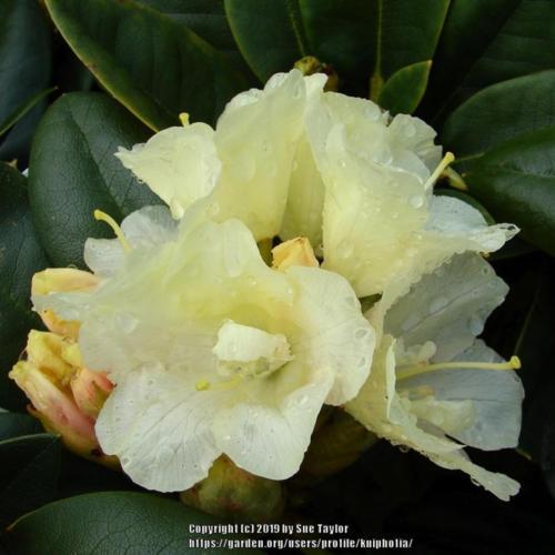 Rhododendron 'Lemon Dream' in the Rhododendrons Database - Garden.org