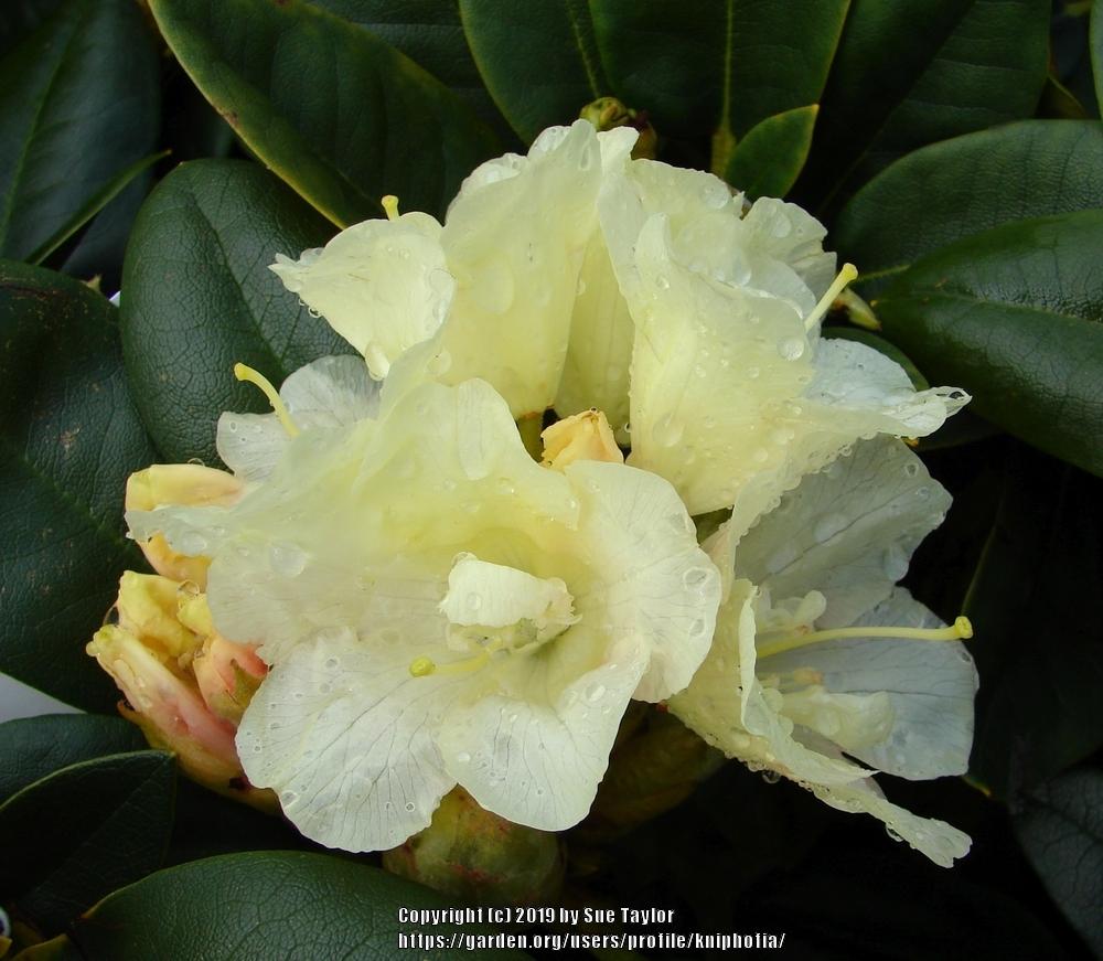 Photo of the bloom of Rhododendron 'Lemon Dream' posted by kniphofia ...