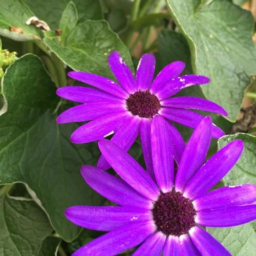 Florist's Cineraria (Pericallis Senetti® Deep Blue) - Garden.org