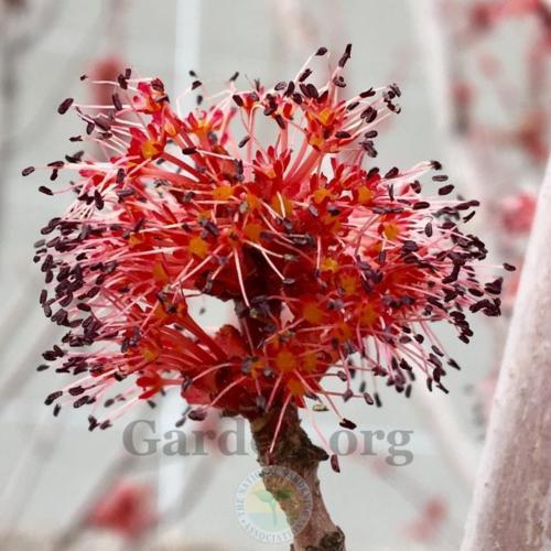 Red Maple (Acer rubrum 'Red Rocket') - Garden.org