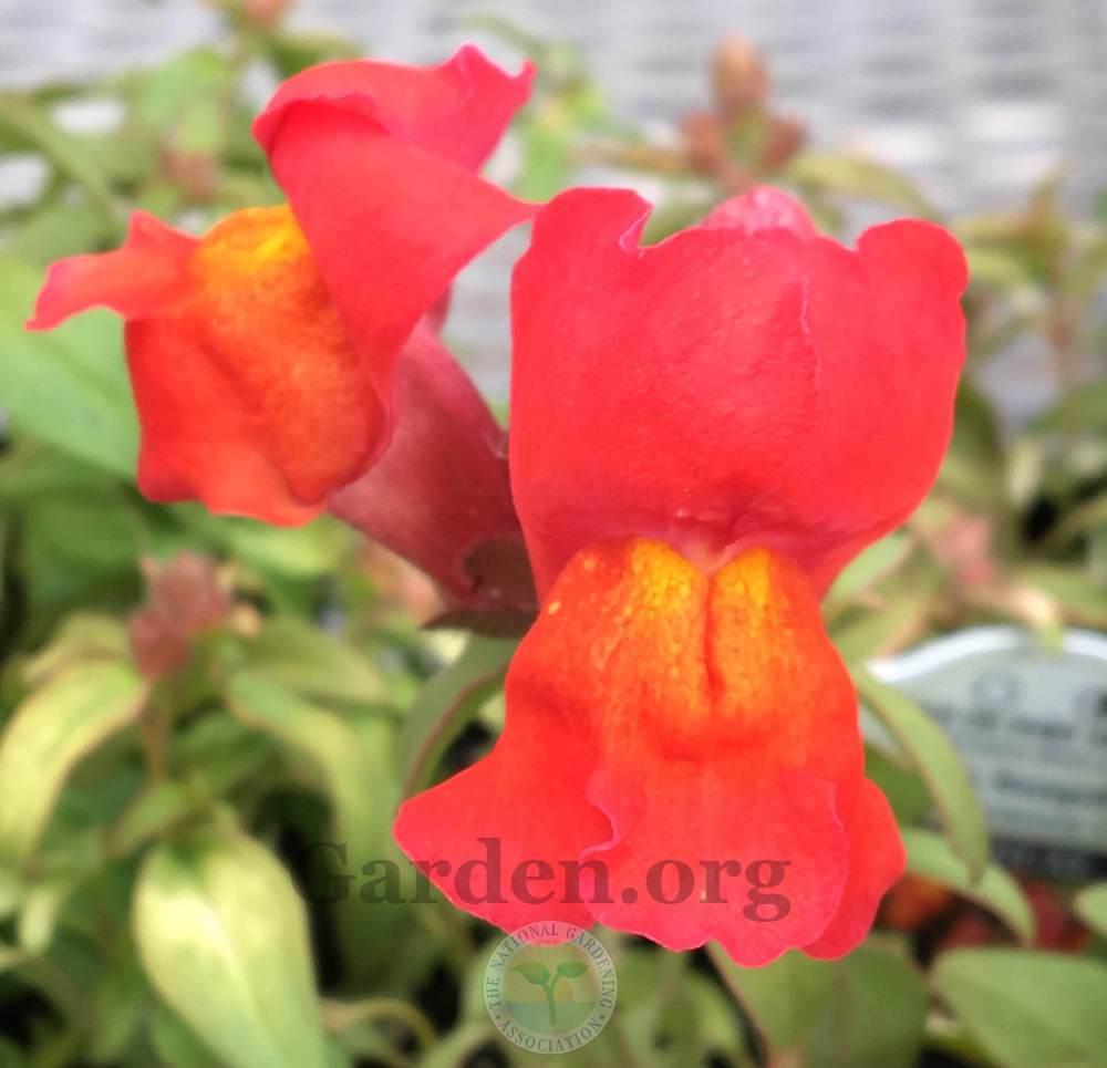 Trailing Snapdragon (Antirrhinum 'Candy Showers Orange') - Garden.org