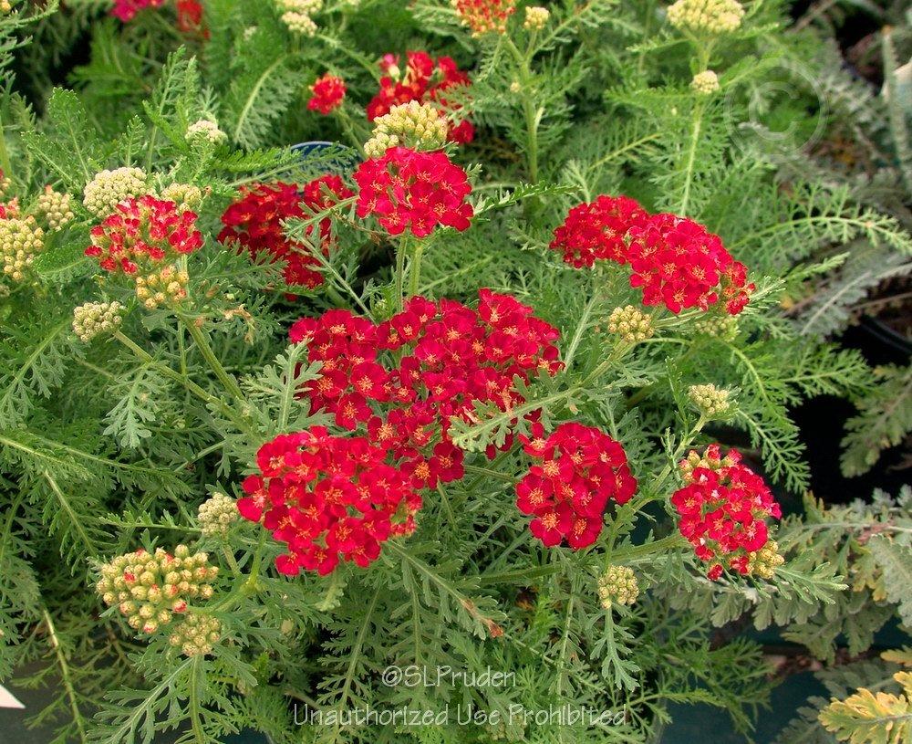 Photo of the entire plant of Yarrow (Achillea millefolium Tutti Frutti ...