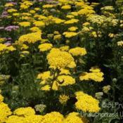 Photo of the bloom of Yarrow (Achillea 'Moonshine') posted by Paul2032 ...