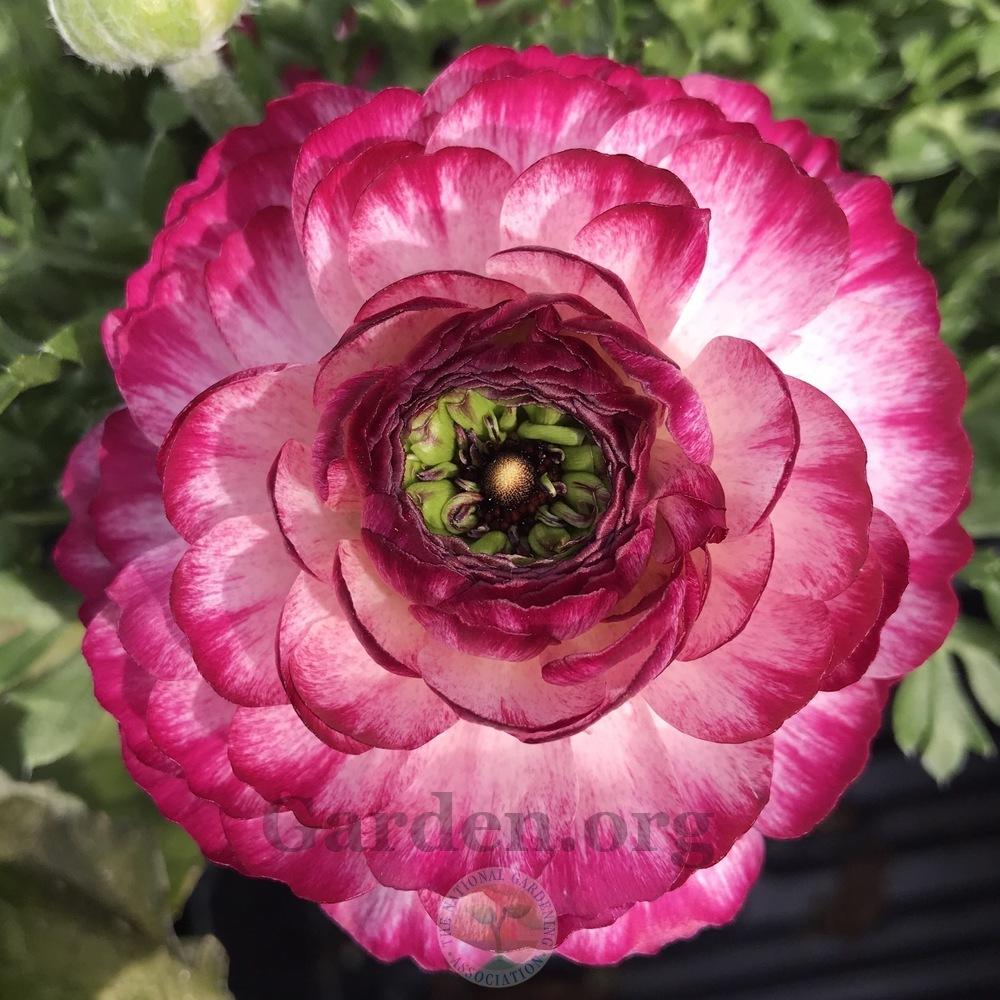 Ranunculus Sprinkles® Violet Bicolor - Garden.org