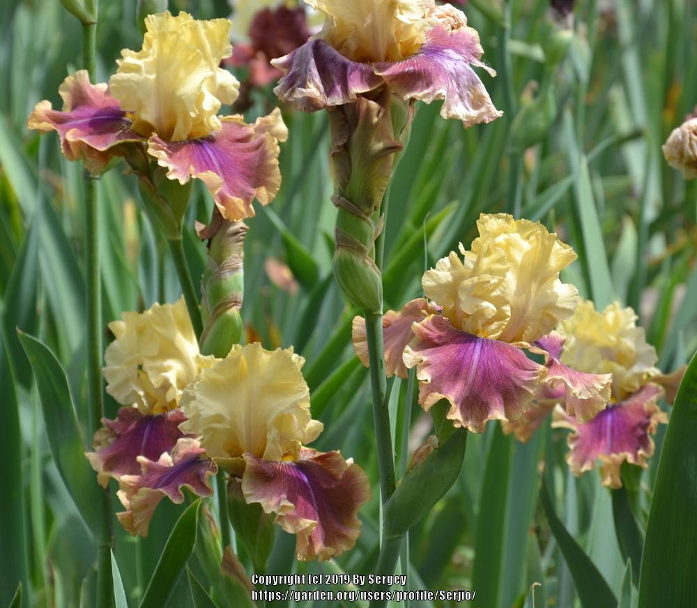 Tall Bearded Iris (Iris 'Temple Spirit') in the Irises Database ...