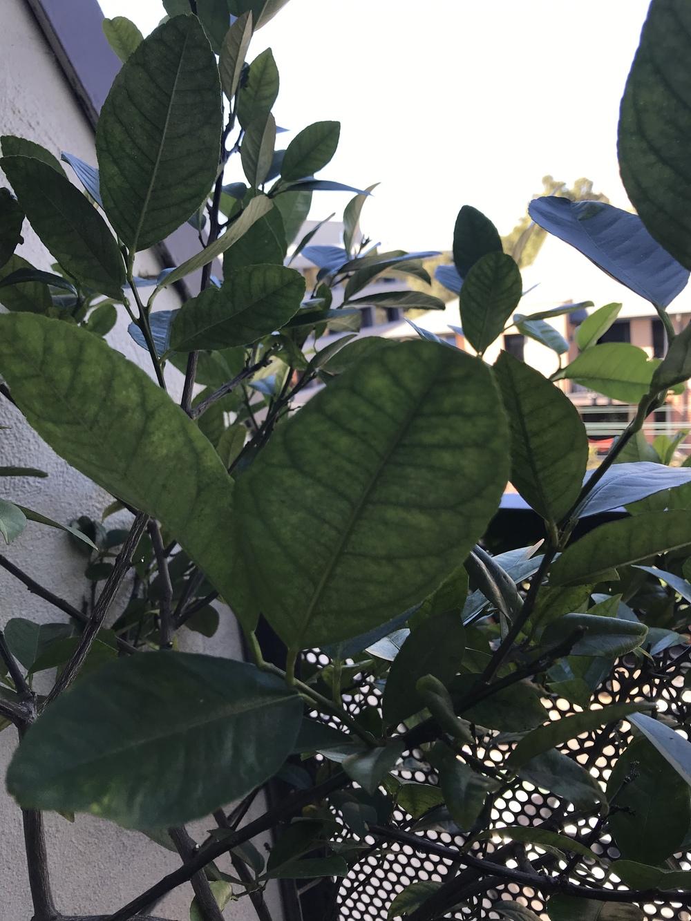 Sad lemon tree in the Vegetables and Fruit forum - Garden.org