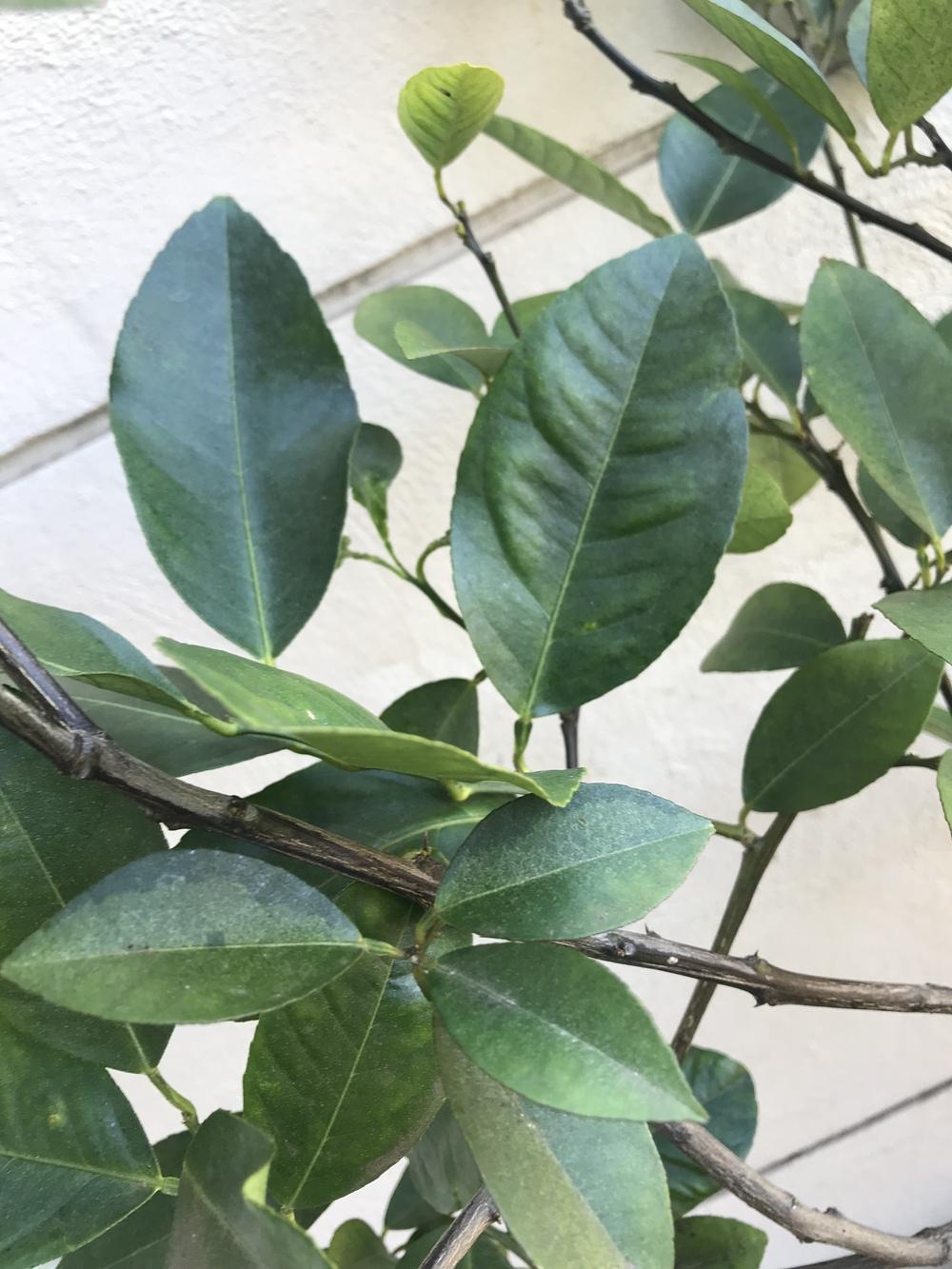 Sad lemon tree in the Vegetables and Fruit forum - Garden.org