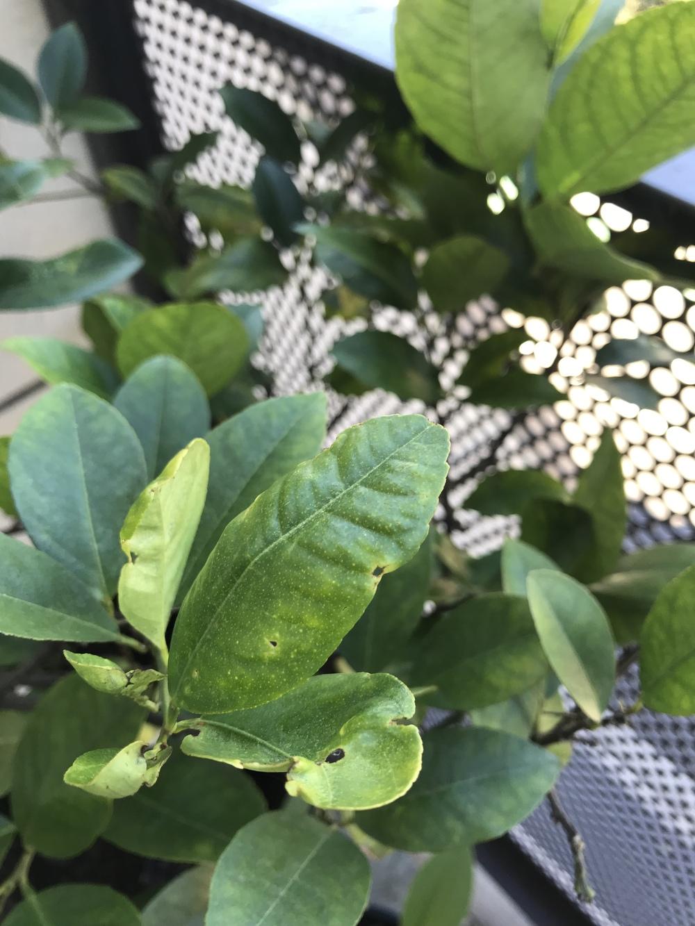 Sad lemon tree in the Vegetables and Fruit forum - Garden.org