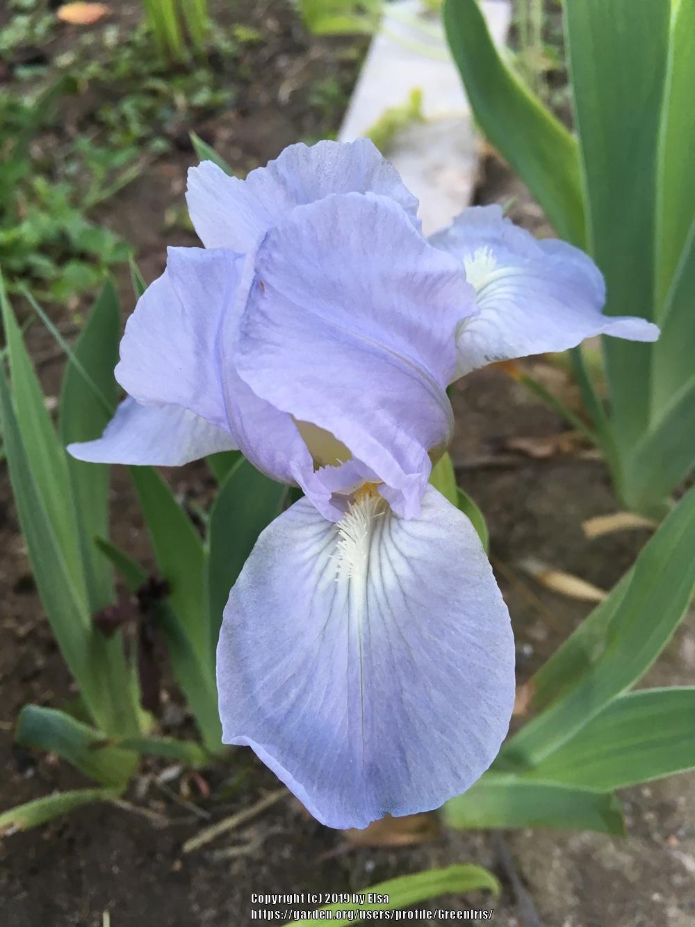 Photo of the bloom of Standard Dwarf Bearded Iris (Iris 'Sapphire Gem ...