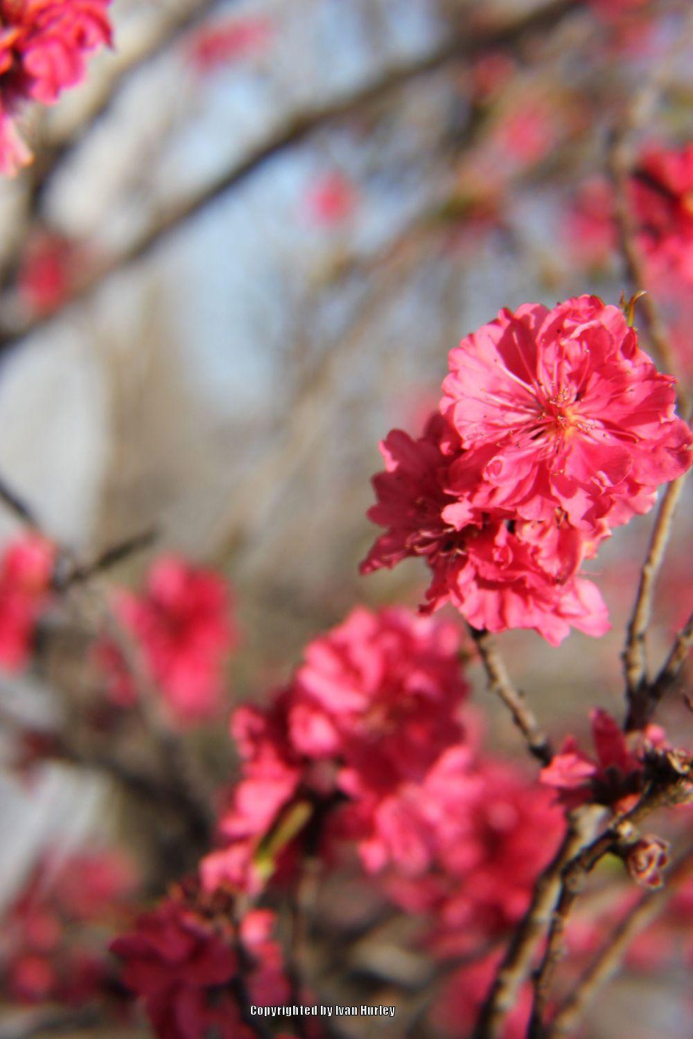 Peach (Prunus persica 'Red Baron') in the Peaches Database - Garden.org