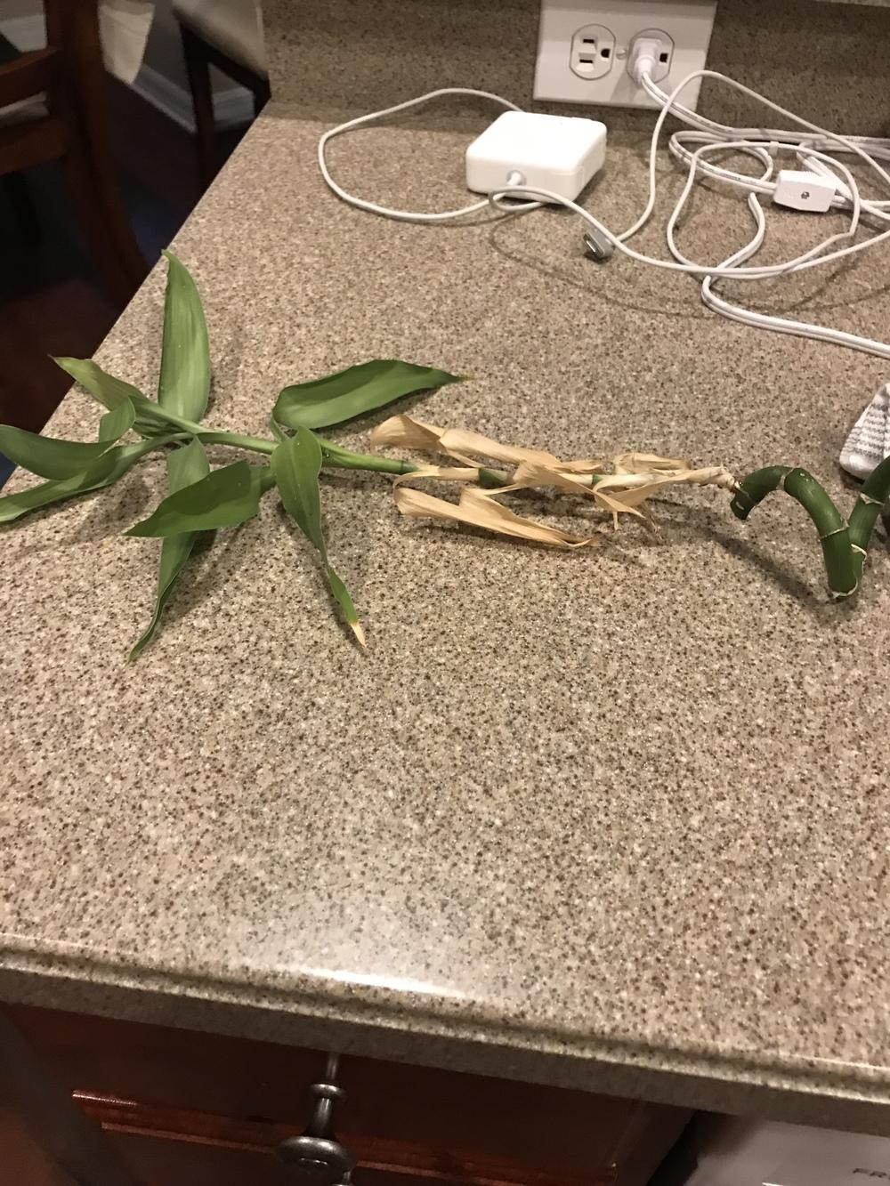 Lucky bamboo rotting? in the Ask a Question forum - Garden.org