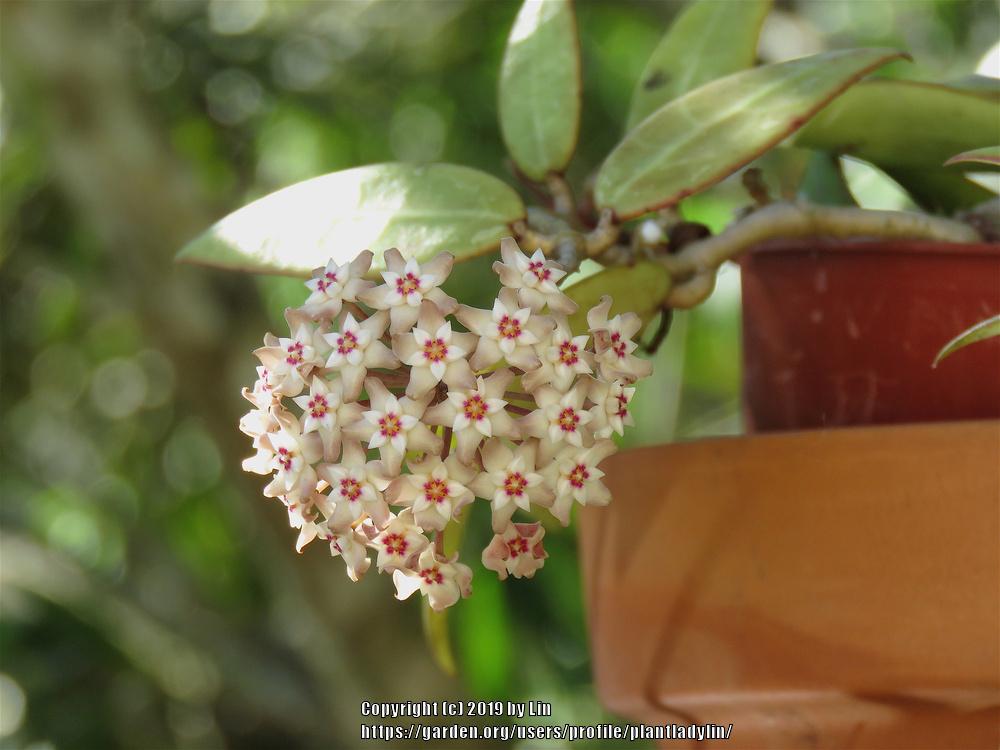 Hoyas: Plant Care and Collection of Varieties - Garden.org