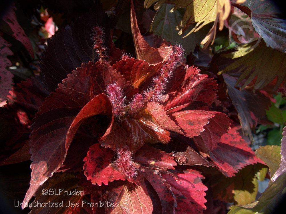 Photo of the bloom of Copper Leaf (Acalypha wilkesiana) posted by ...