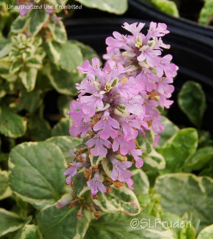 Perennial Pink Lightning Bugleweed (Ajuga reptans 'Pink Lightning ...