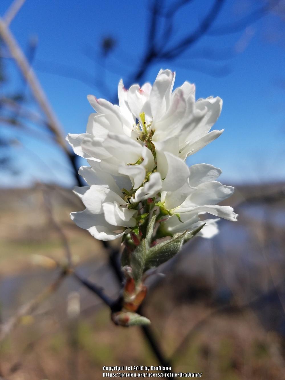 Downy Serviceberry (Amelanchier arborea) - Garden.org