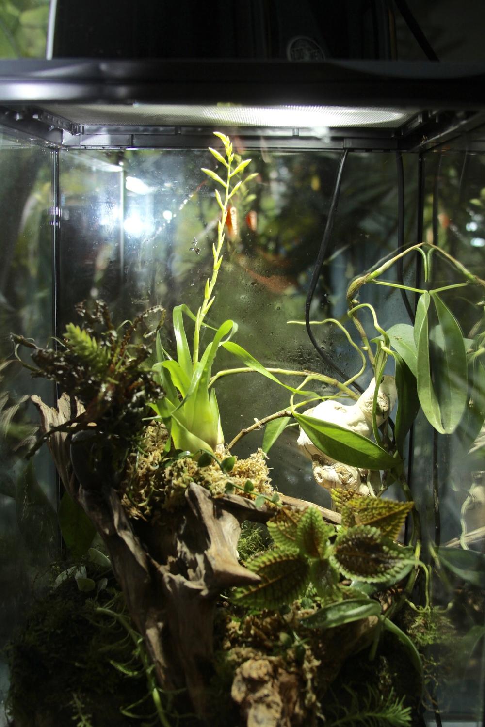 Venus Flytrap in sealed ecosystem in the Carnivorous Plants forum ...