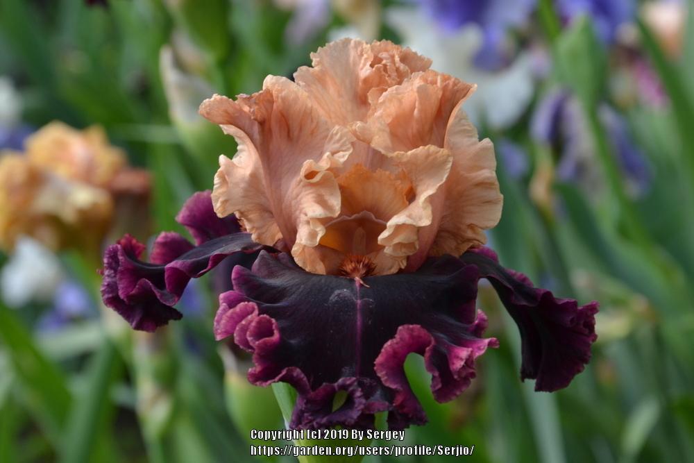 Photo of the bloom of Tall Bearded Iris (Iris 'Toronto') posted by ...