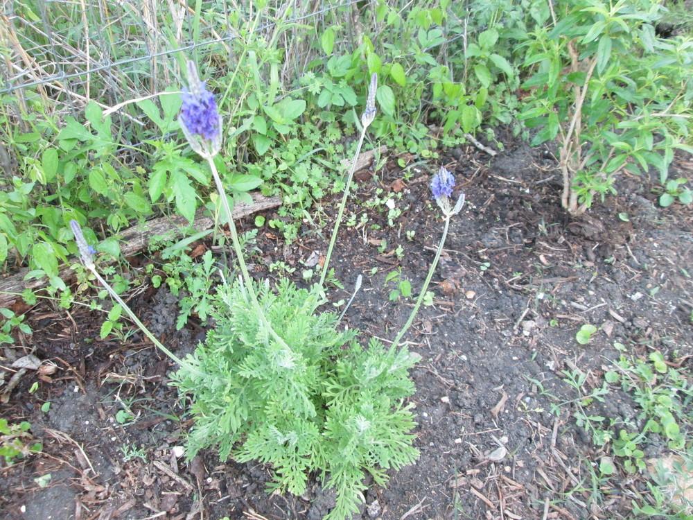 Photo of the entire plant of Fernleaf Lavender (Lavandula multifida ...