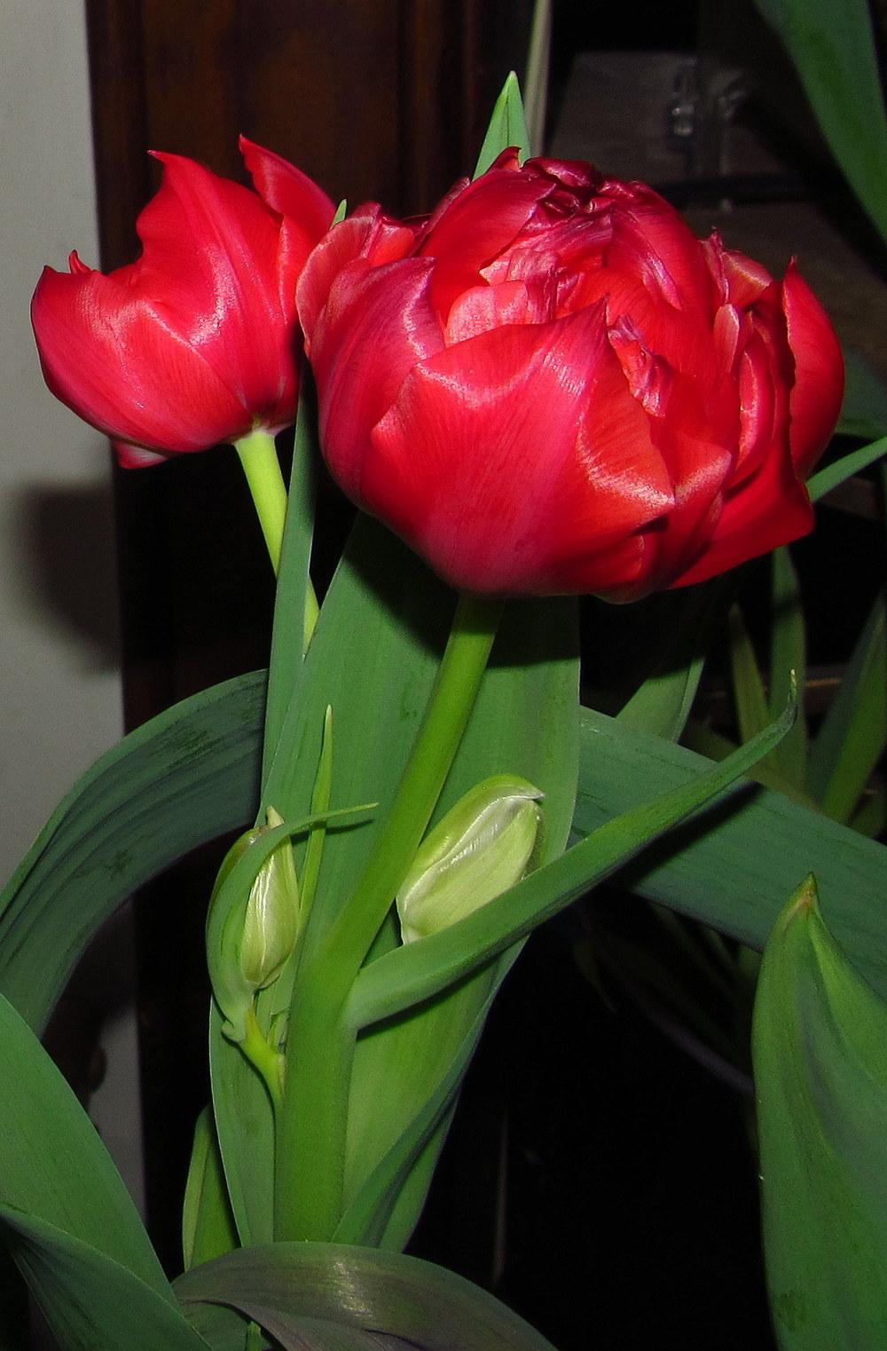 Double Early Tulip (Tulipa 'Estatic') in the Tulips Database - Garden.org