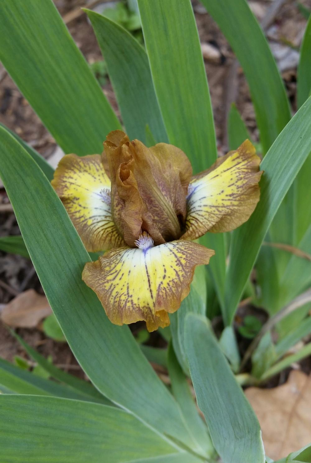 Standard Dwarf Bearded Iris (Iris 'Honey Money') in the Irises Database ...