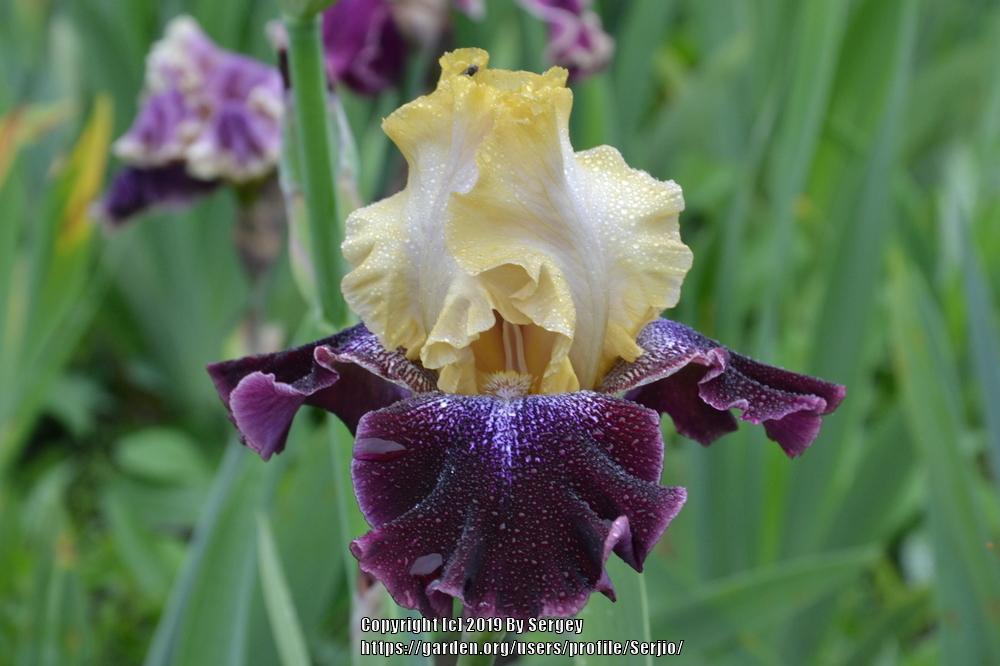 Tall Bearded Iris (Iris 'True Spirit') in the Irises Database - Garden.org