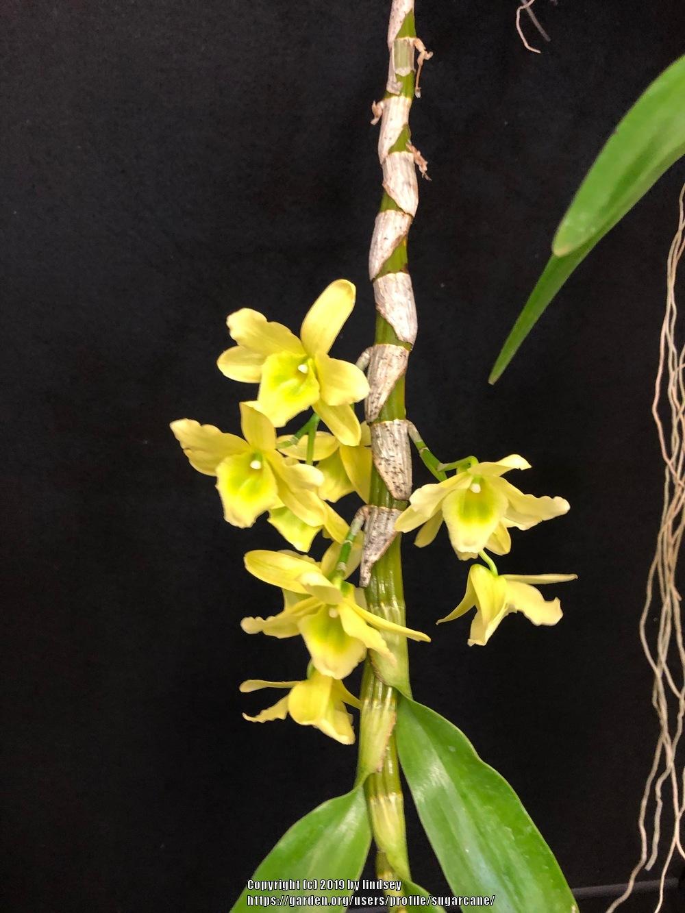 Orchid (Dendrobium Green Surprise) - Garden.org