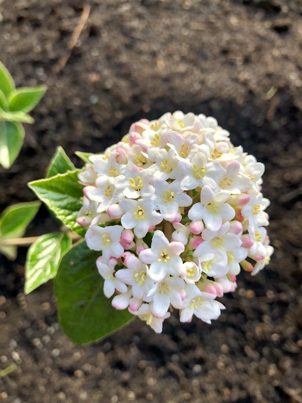 Viburnums: Plant Care and Collection of Varieties - Garden.org