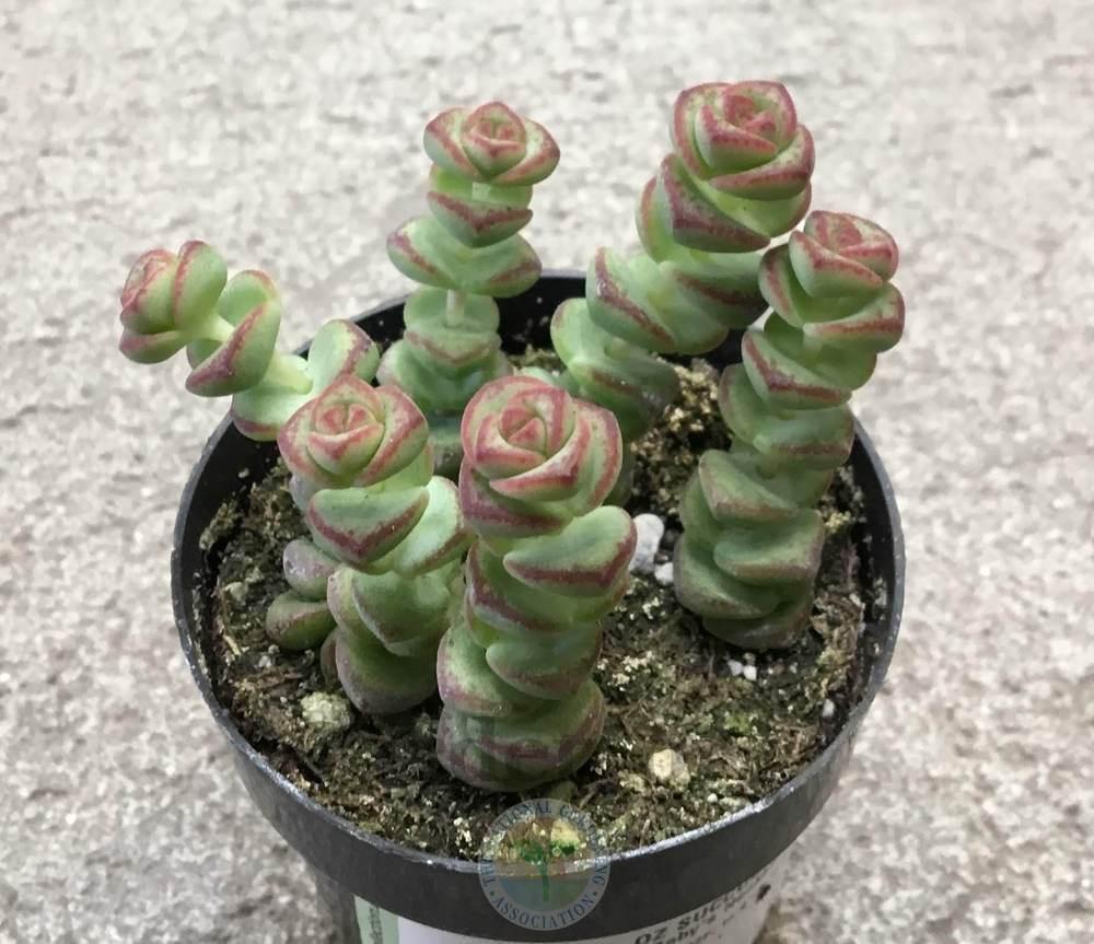 Crassulas: Plant Care and Collection of Varieties - Garden.org